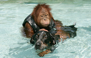 Suryia the Orangutan and Roscoe the Dog - True Friends | Five O'Clock ...