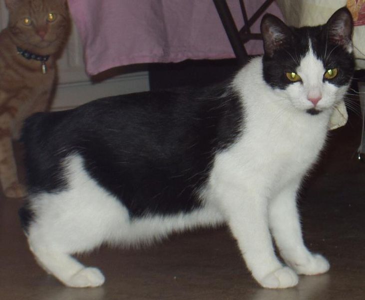 Cats and Kittens: Manx (cat)