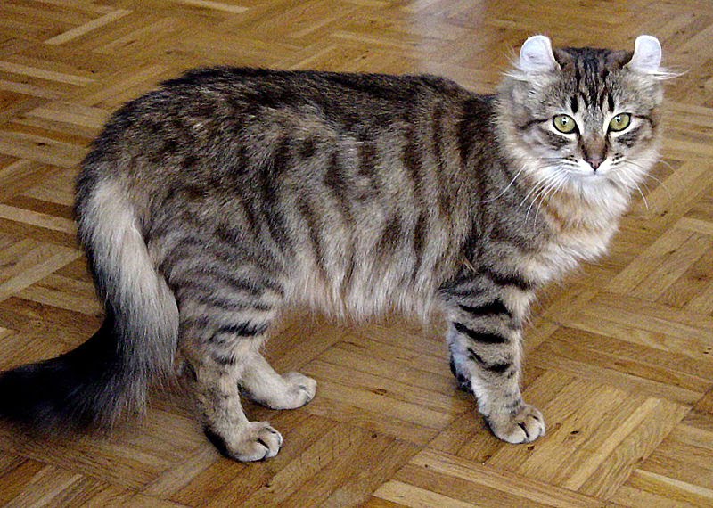 Cats and Kittens: American Curl