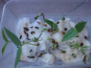Home Science Experiment - Germinating Bean Seeds ~ Parenting Times