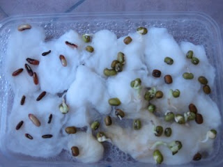Home Science Experiment - Germinating Bean Seeds ~ Parenting Times