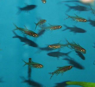 oceanaq: January 2010