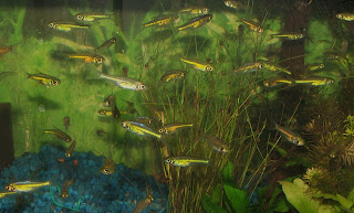 oceanaq: Neon yellow rasboras (Microrasboras Kubotai)