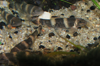 oceanaq: Rainbow (panda) garra (Burmese algae eater)