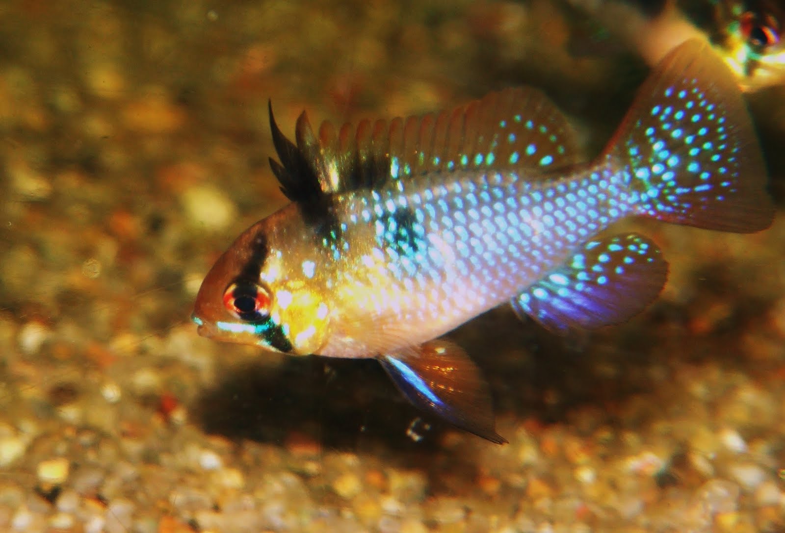 oceanaq: German Ram ( Microgeophagus Ramirezi) M