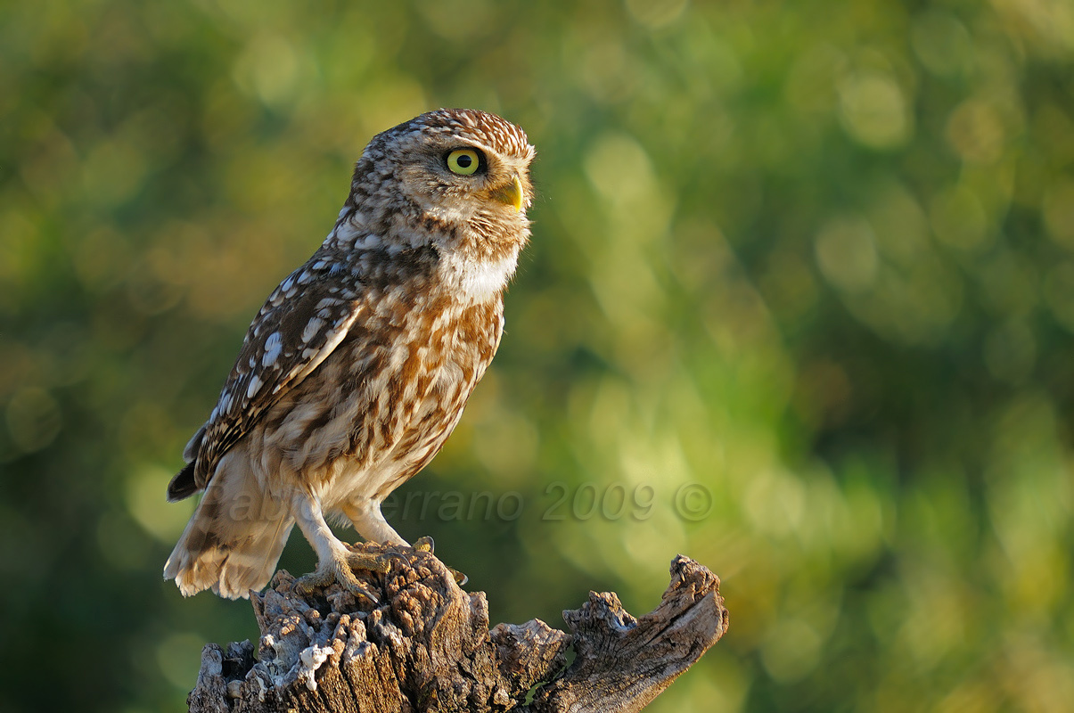Pablo Serrano ·FOTOGRAFIA DE NATURALEZA: El mochuelo europeo (Athene ...