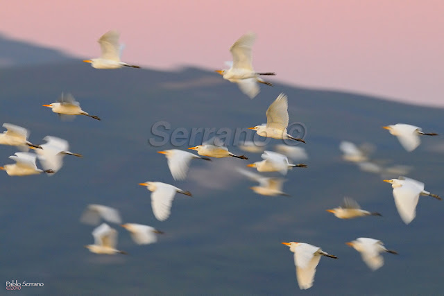 Thomson Viper Filmstream Camera For Sale