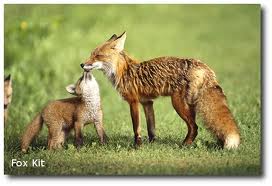 Daaglikse Inspirasie: Die Jakkalsie en die Slagyster