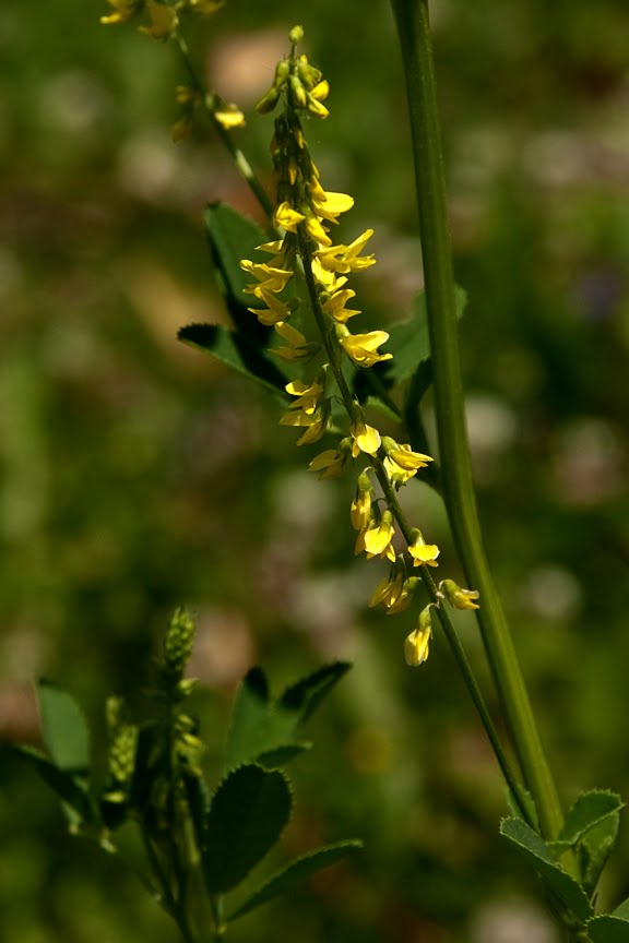 Wildflowers at Klehm: Yellow Sweet Clover