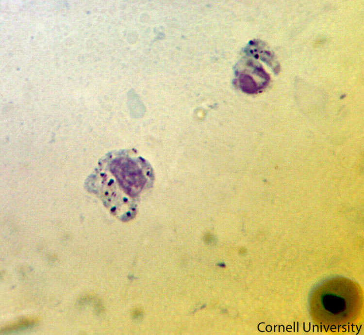 Parasite of the Day: June 14 - Chlamydophila psittaci
