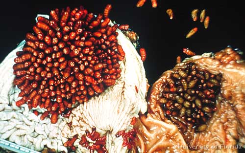 Parasite of the Day: June 29 - Gasterophilus intestinalis