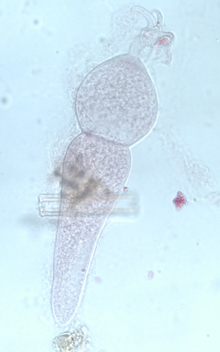 Parasite of the Day: July 10 -New gregarine sp.