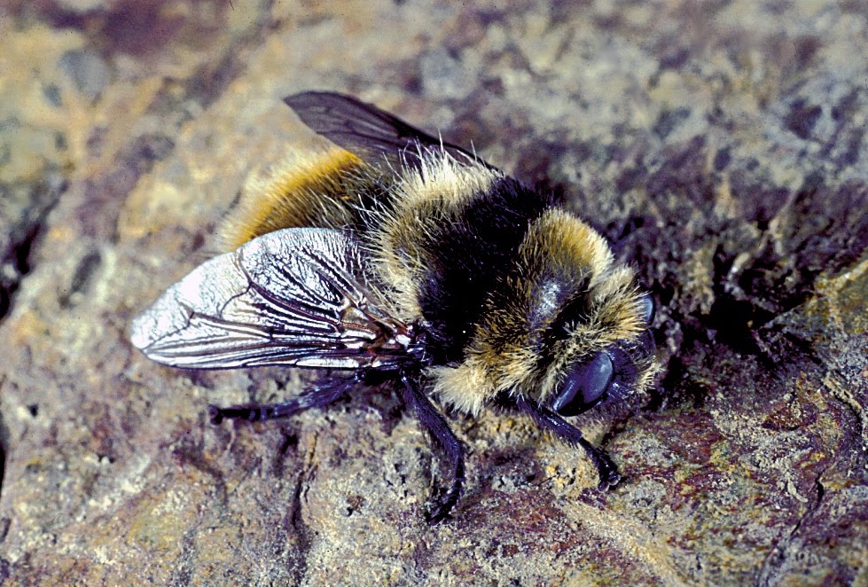 Parasite of the Day: December 24 - Cephenemyia trompe