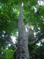 Adventures in Ghana: Butterfly Sanctuary and Bobiri Forest