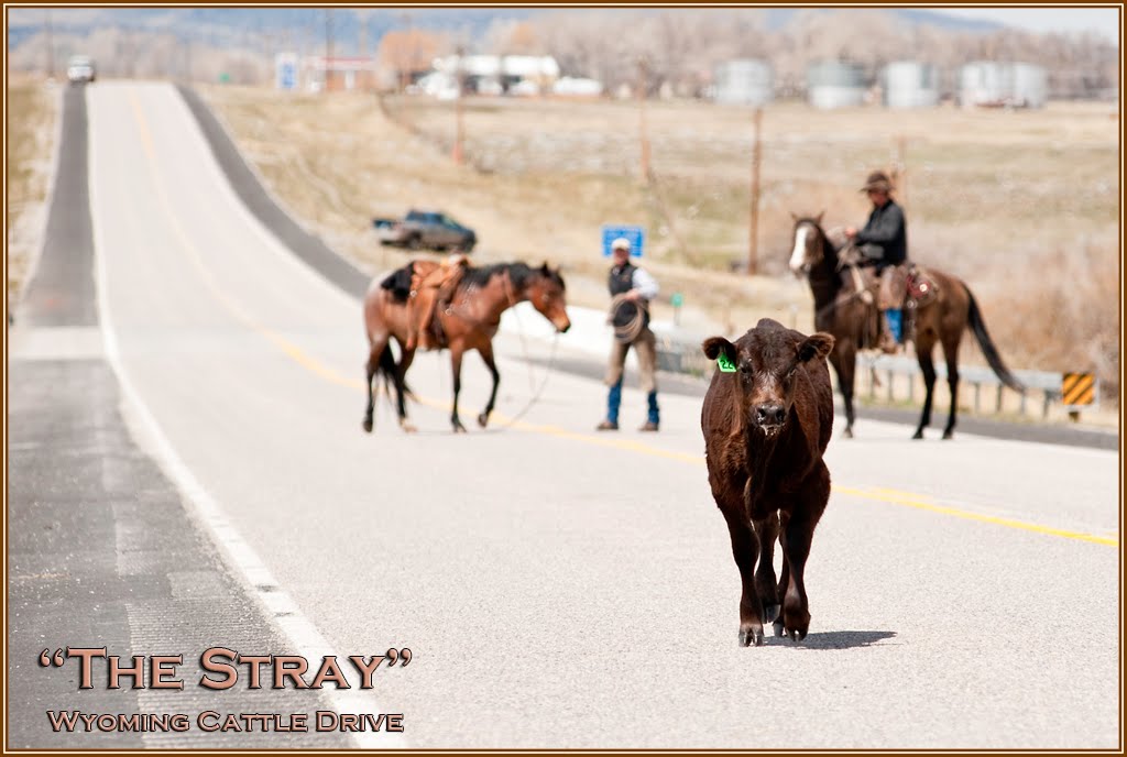 Captain Ken's Voyages: Cattle Drive in Wyoming
