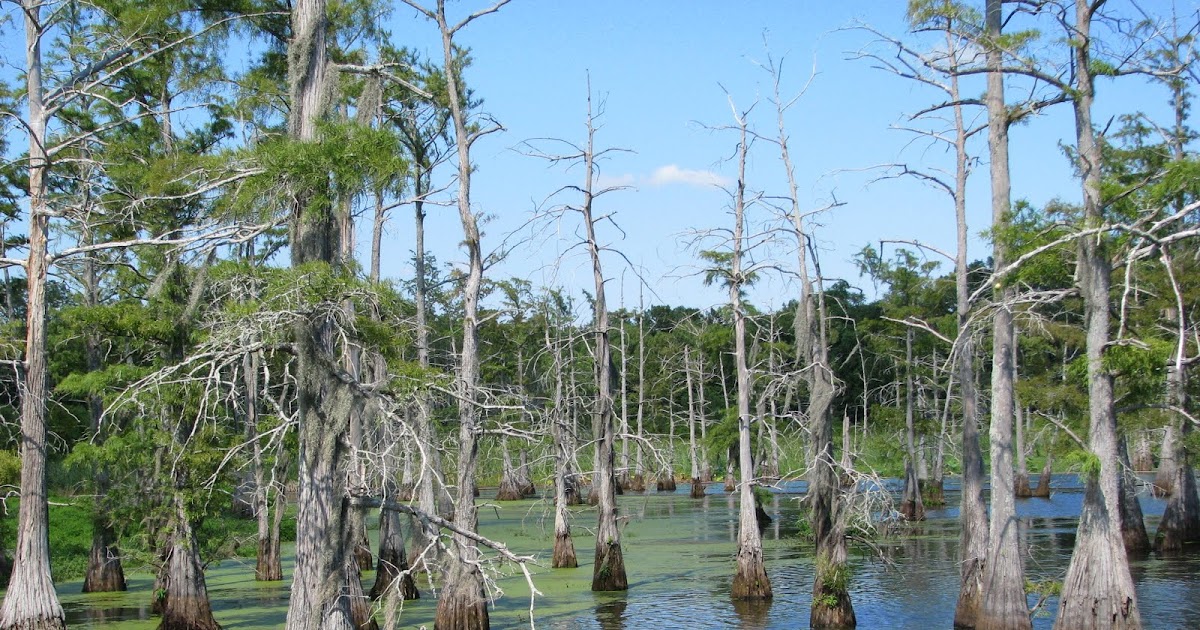 PL Fallin Photography: Black Bayou - Monroe, Louisiana
