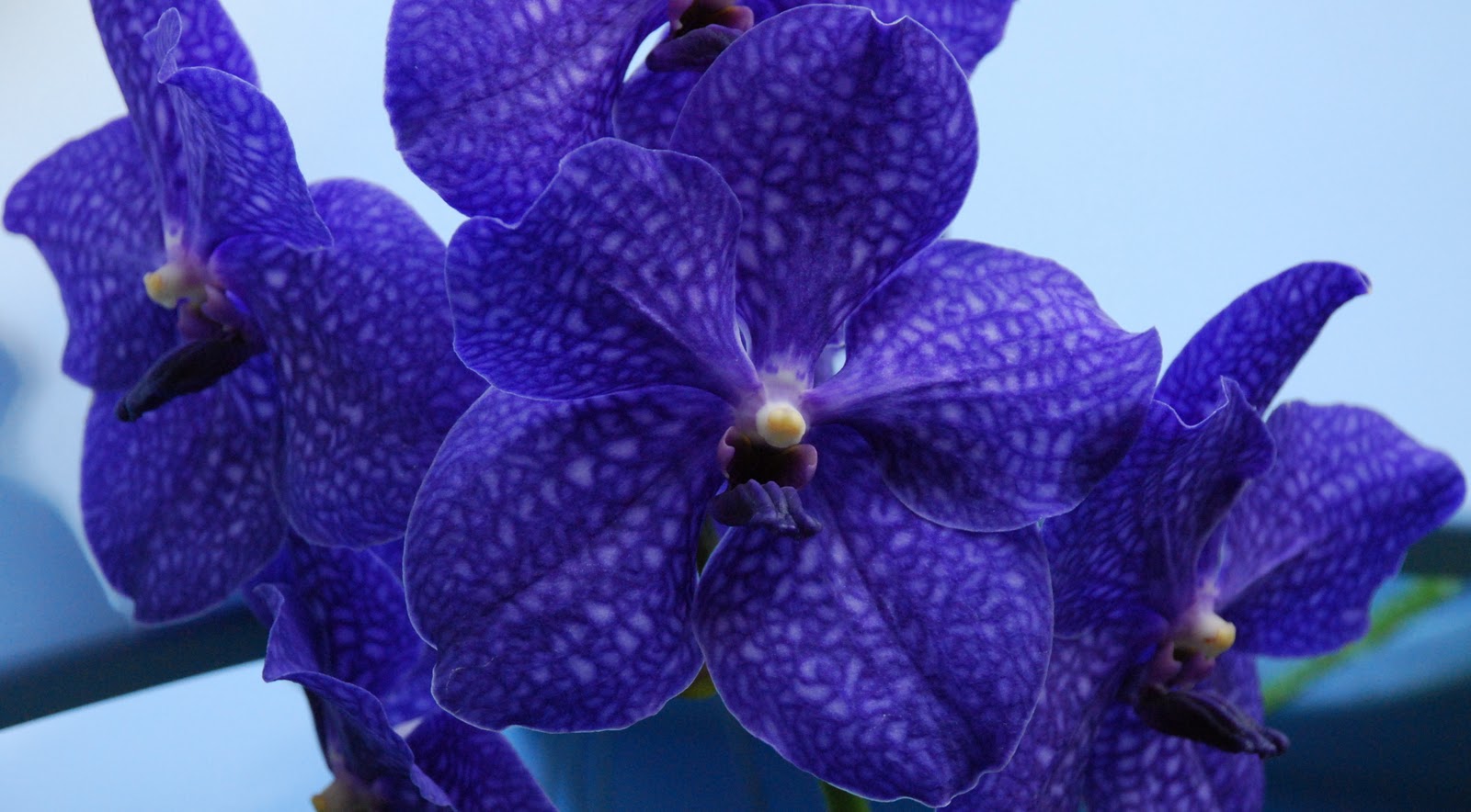 Amo Orquideas: Cuidados com sua Vanda