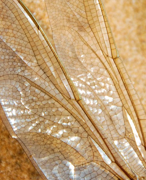 The Wayward Hawaiian: On Gossamer Wings