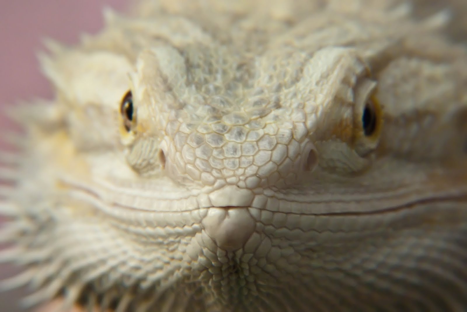 Looking for Strawberries...: Macro Friday! Lizard Lips!