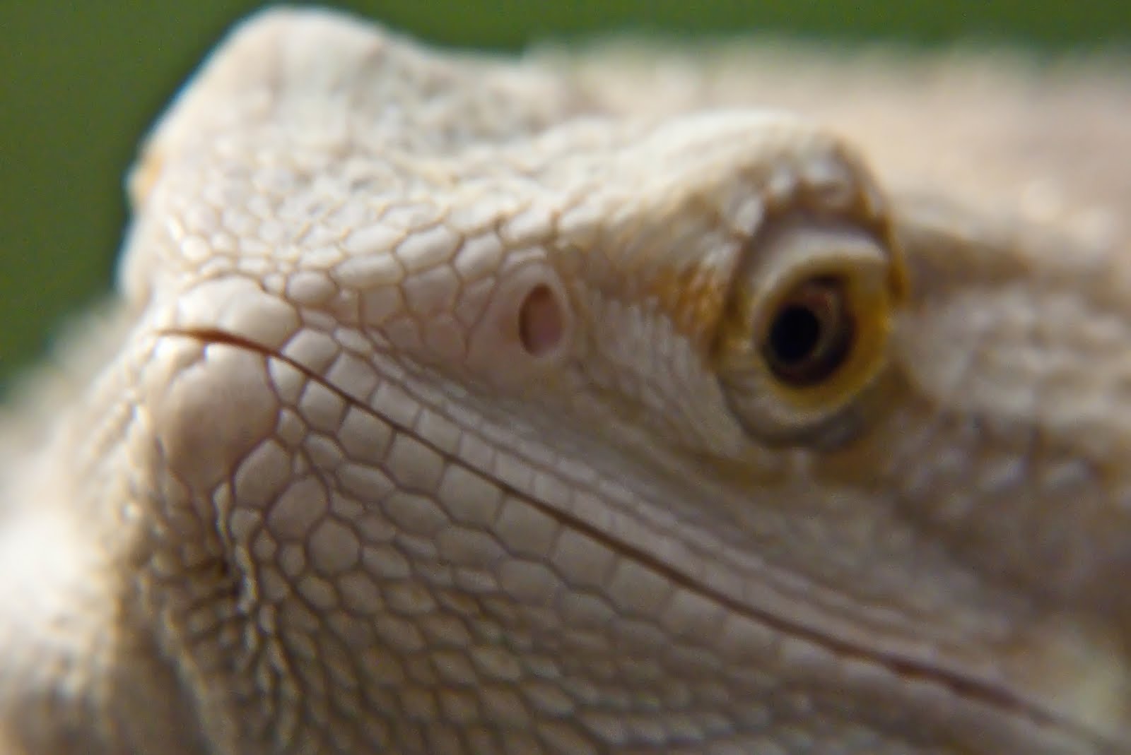 Looking for Strawberries...: Macro Friday! Lizard Lips!