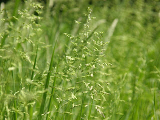 natuurrondleiding door een IVN-Natuurgids: Ruw beemdgras