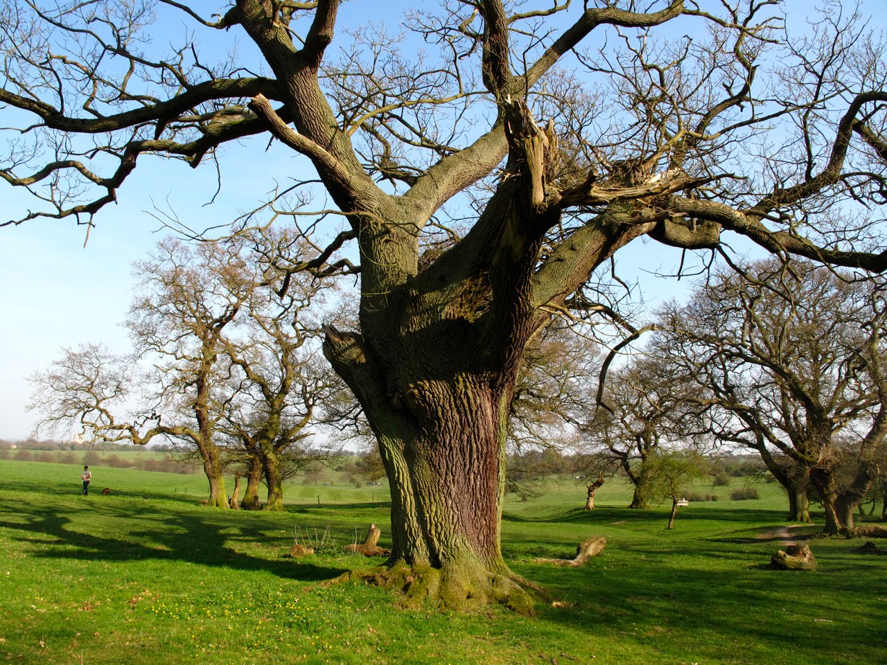 Wild at Hull: Burton Bushes and the Westwood