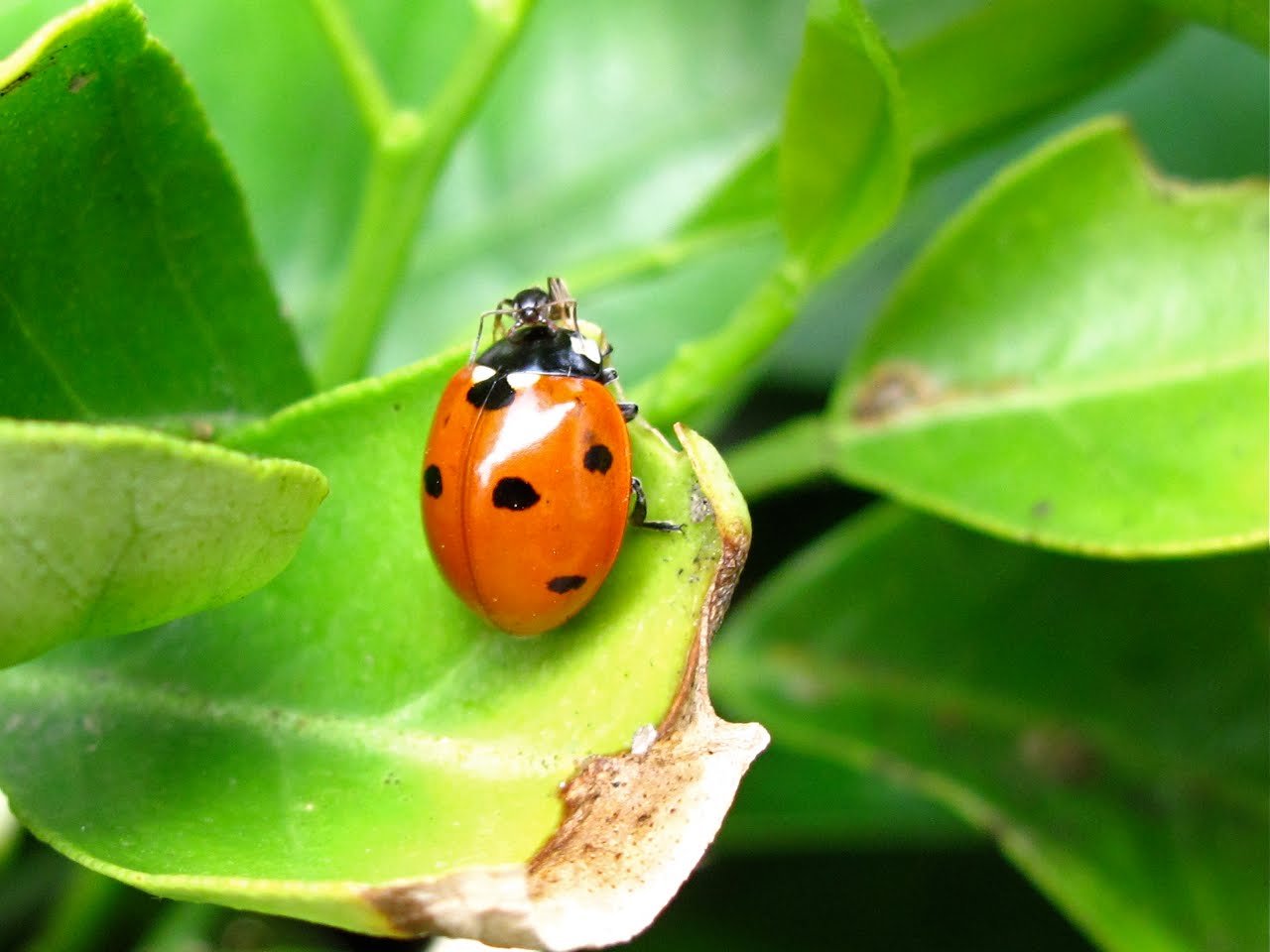 BugBlog: Ant vs. ladybird