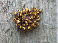 BugBlog: Garden Spiders