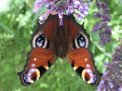 BugBlog: Scary peacock butterflies