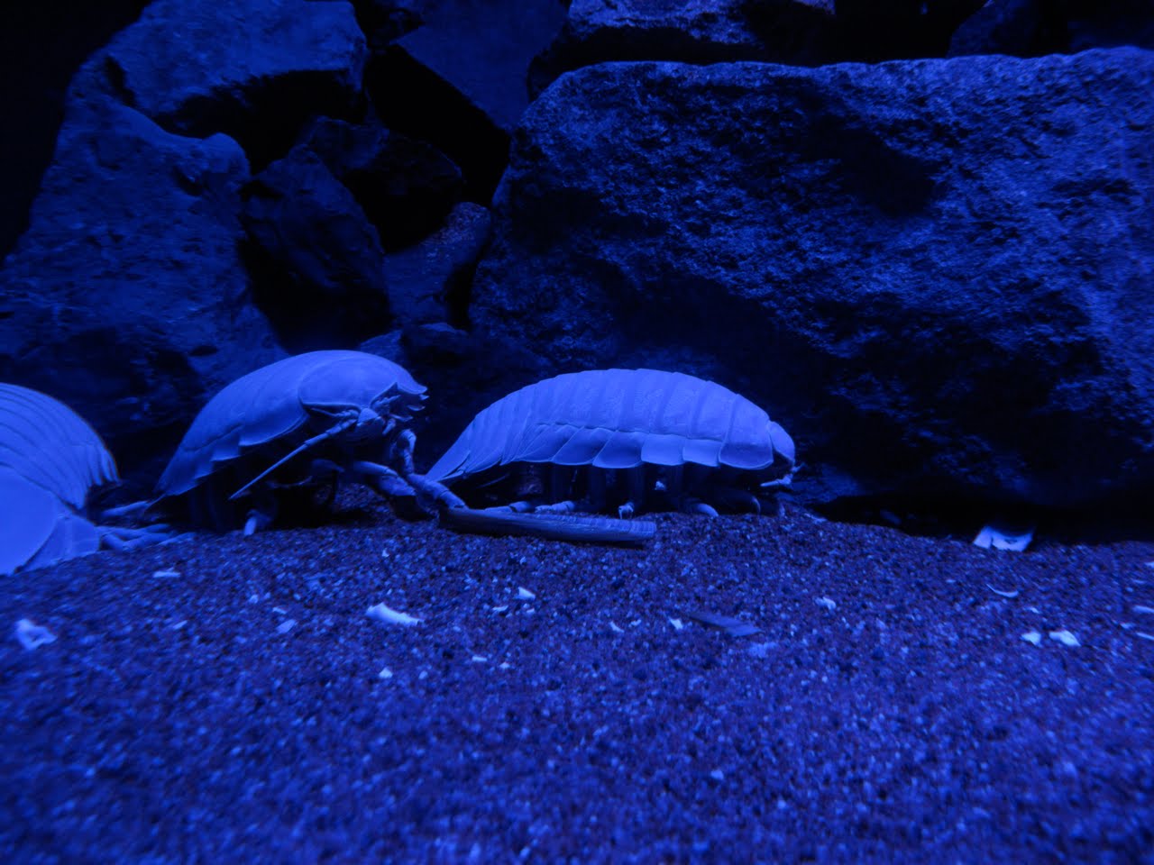 Wild at Hull: The Deep