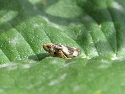 BugBlog: Cuckoo spit and froghoppers