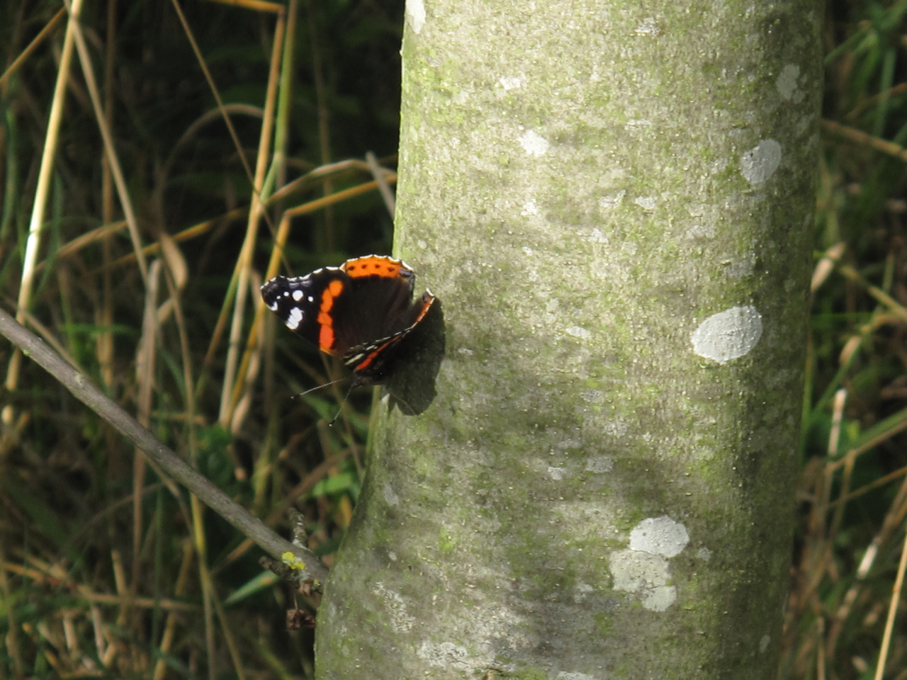 BugBlog: September bugs