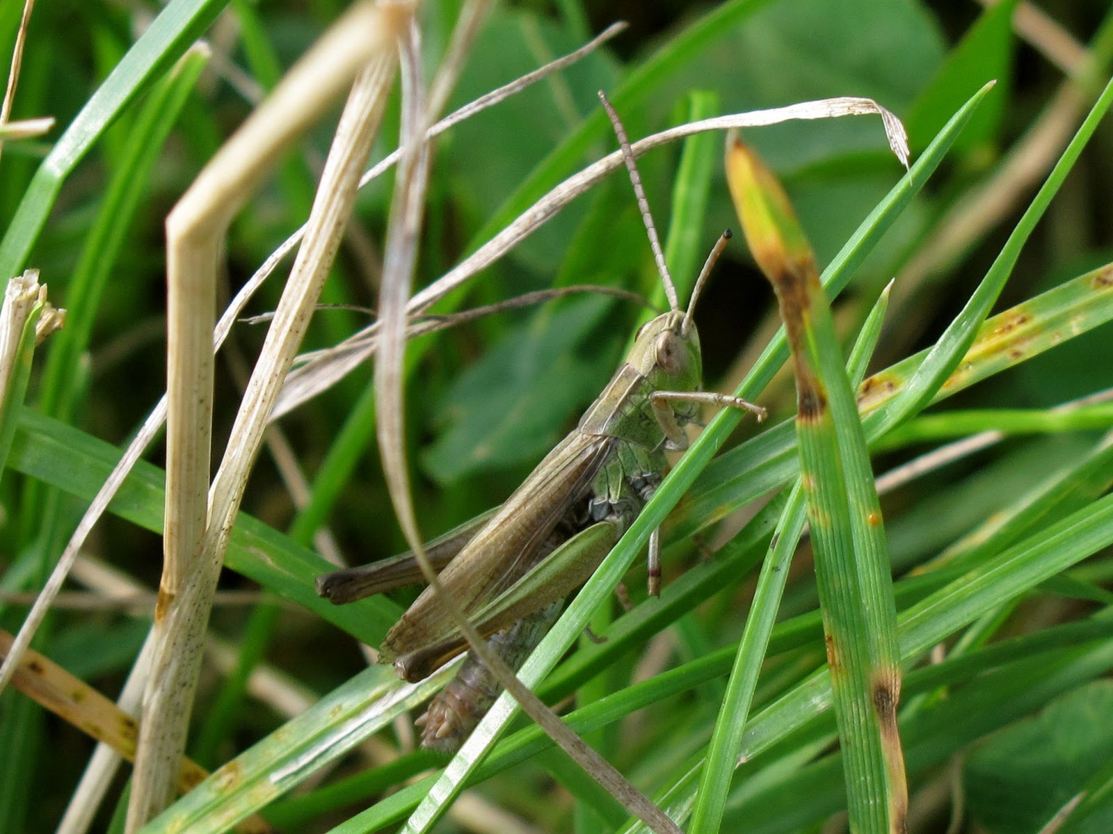 BugBlog: September bugs