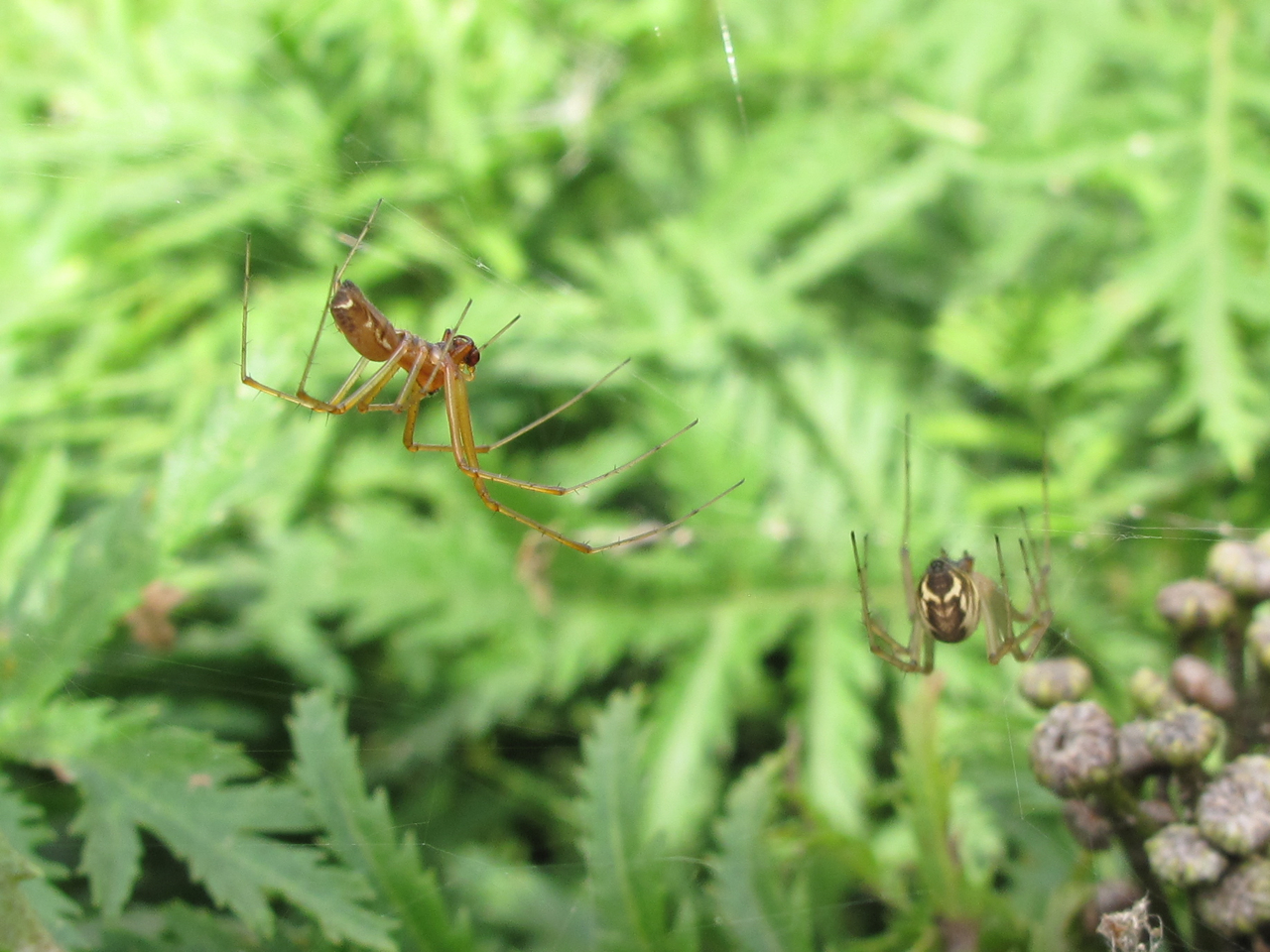 BugBlog: September 2010