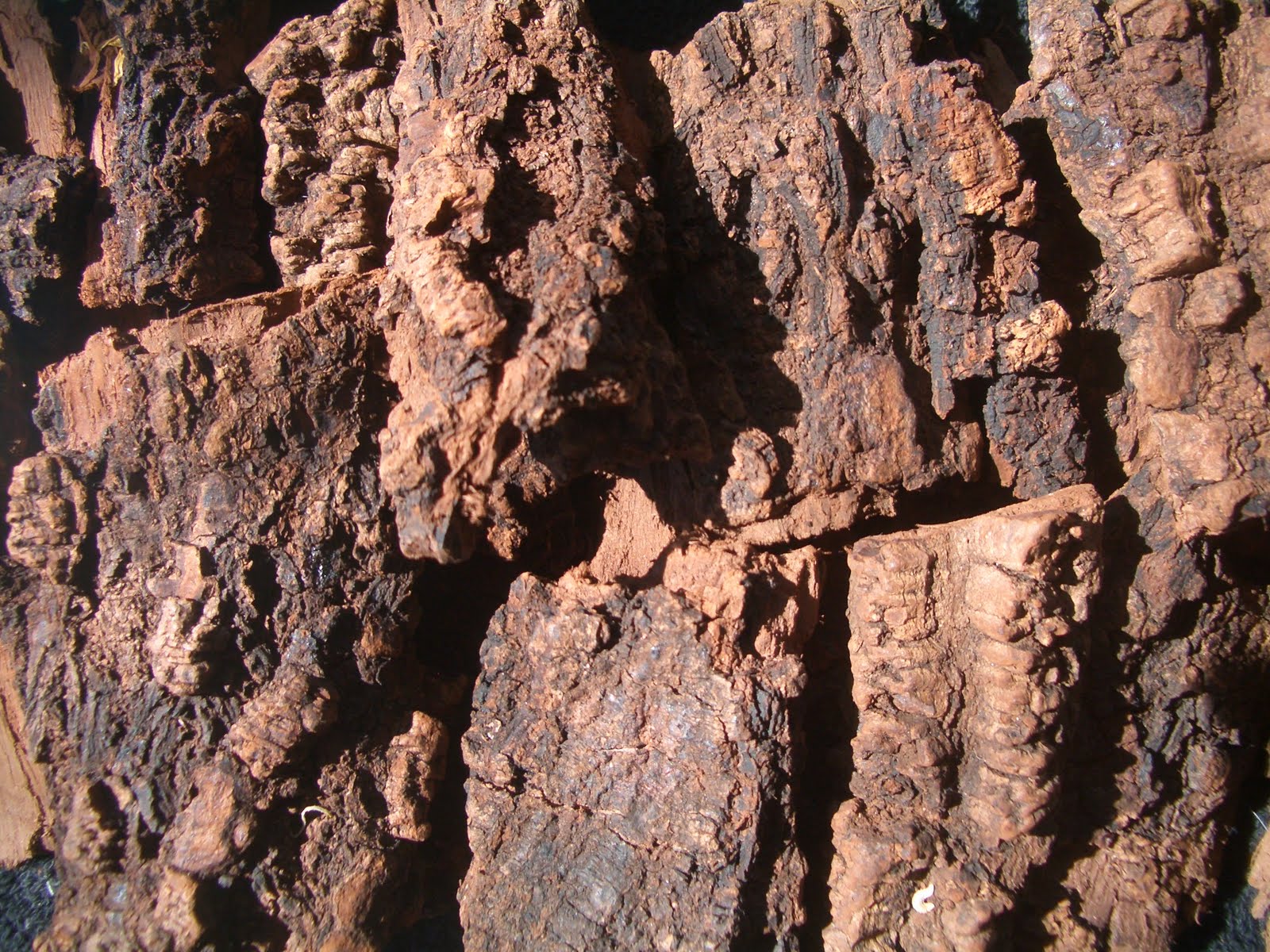 TINGIMENTO NATURAL: Angico - Anadenanthera sp