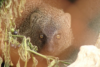 Animais: saca-rabos (Herpestes ichneumon)