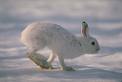 Ainin Sofiya: Survival of Life Forms in Taiga