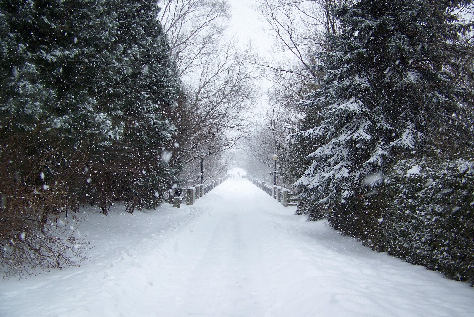 The Little Red Umbrella: SNOwMG! A Snow Day, in Pictures by Laurie McGregor