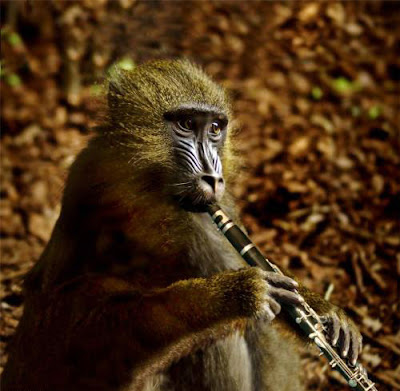 Hot Fun Pics: Animals Can Run Musical Instruments