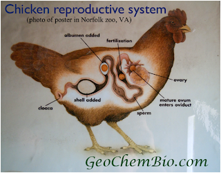 What came first the chicken or the egg?