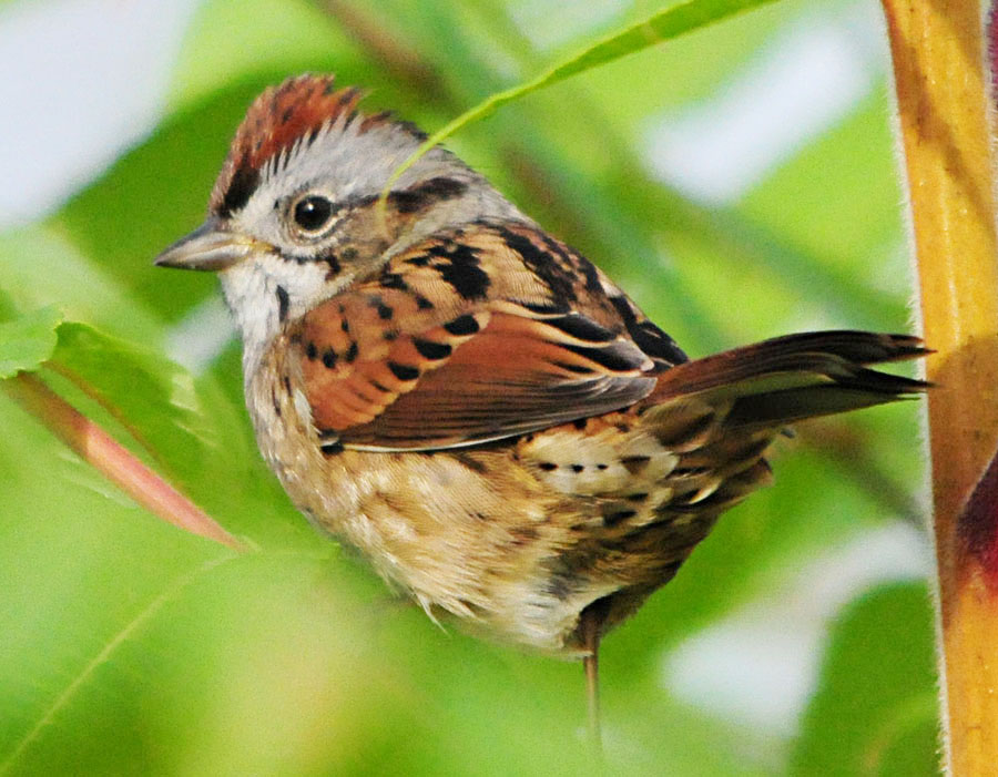 One Jackdaw Birding: A World of Sparrows