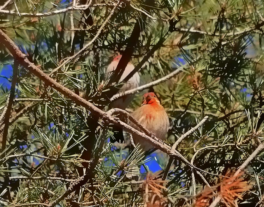 One Jackdaw Birding: Singing House Finches and other birds from around ...