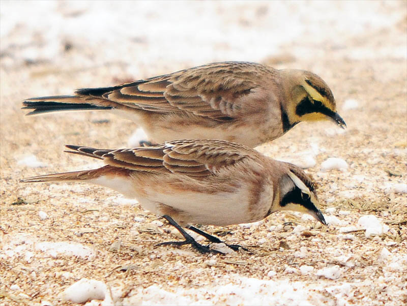 One Jackdaw Birding: Horned Larks along the roadsides