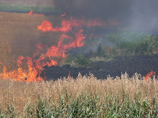 French Vocabulary Illustrated: chaume