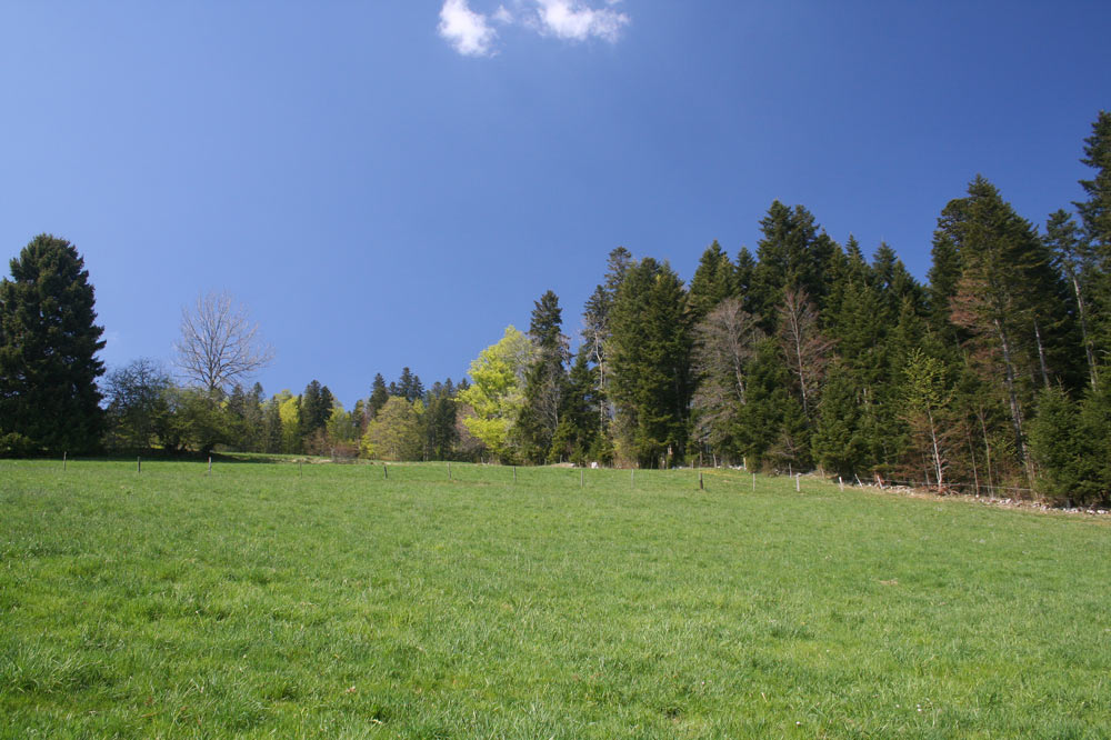 French Vocabulary Illustrated: lisière