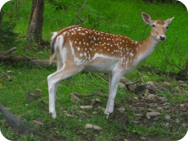 French Vocabulary Illustrated: daim