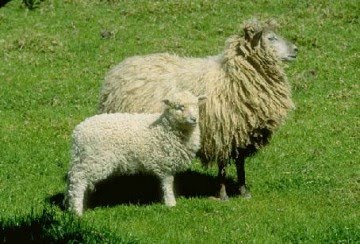 French Vocabulary Illustrated: suinter