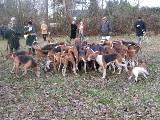 French Vocabulary Illustrated: curée