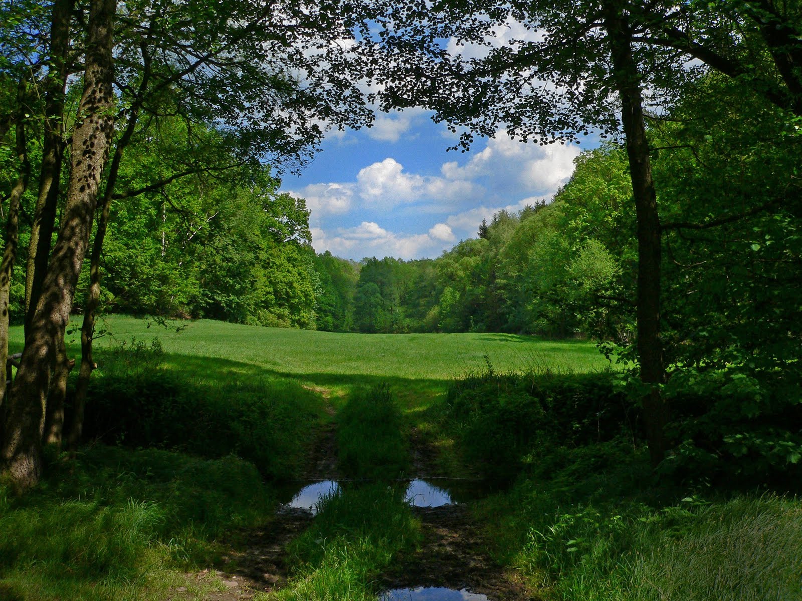 French Vocabulary Illustrated: clairière