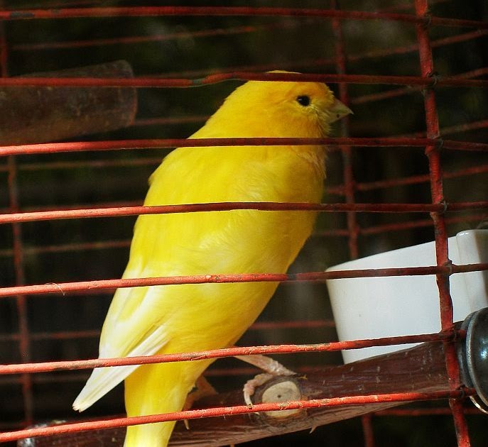 French Vocabulary Illustrated: serin